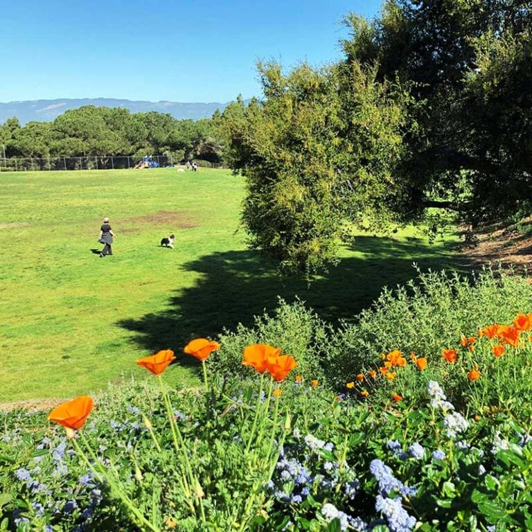Park Ecology - Elings Park